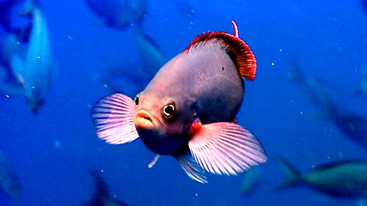 Open Ocean - Blue Planet (Season 1, Episode 3) - Apple TV