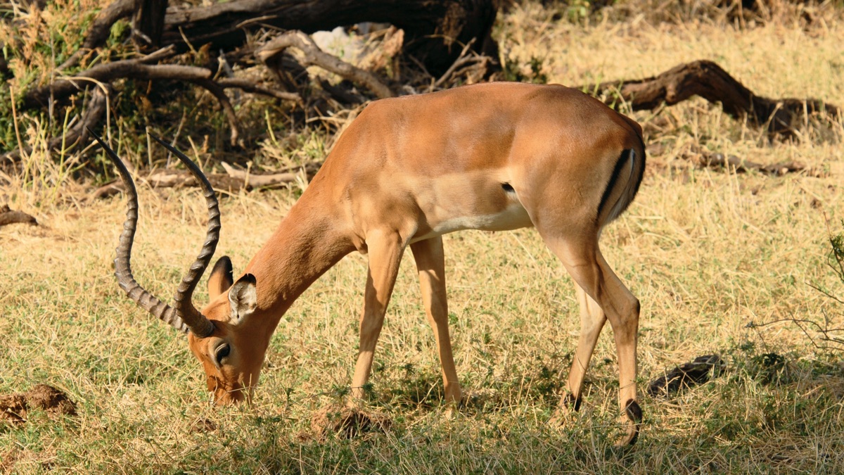 African Herbivores and Antelopes - The Great Tours: African Safari ...