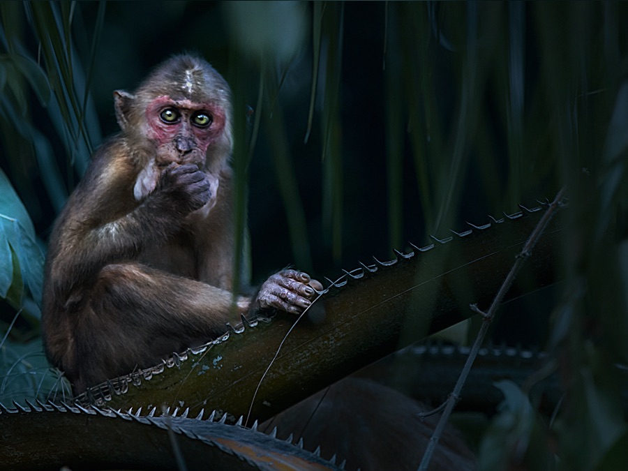 Radioactive Forest - 10 Years After - Apple TV (PT)