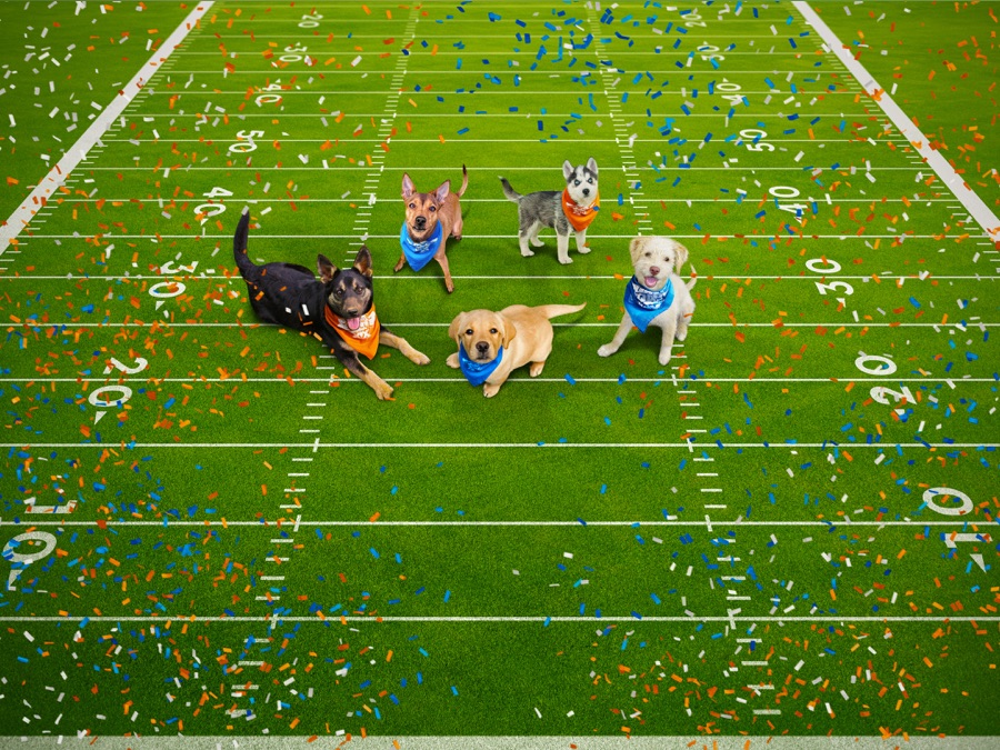 Puppy Bowl Presents: 20 Years of Puppies - Apple TV