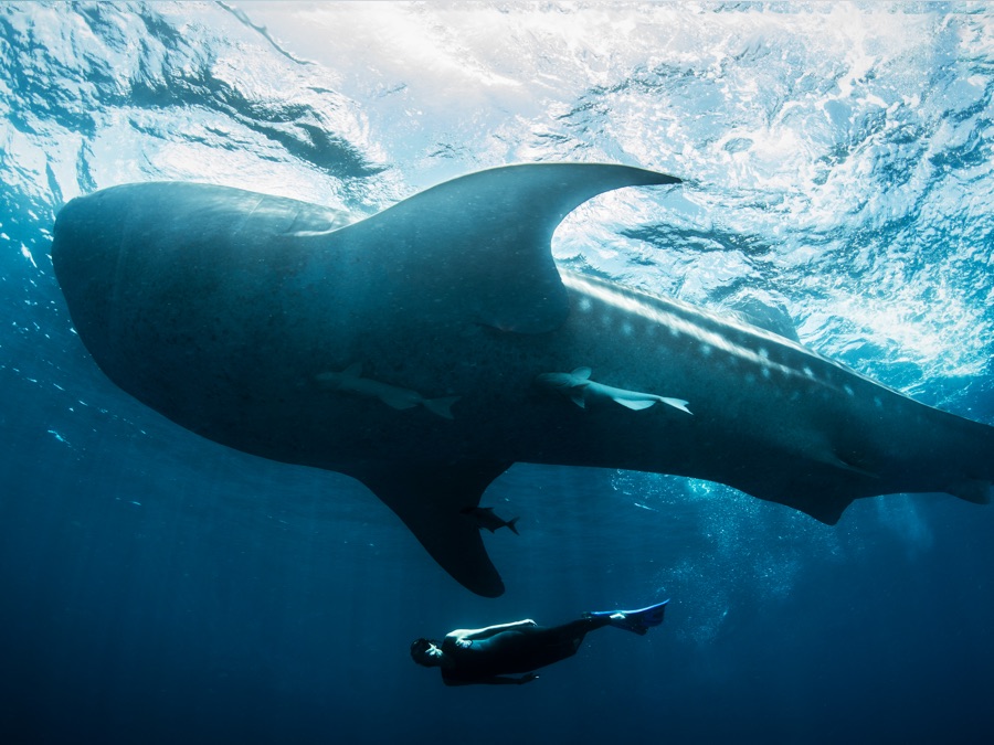 Swimming With Monsters: Steve Backshall - Apple TV (UK)