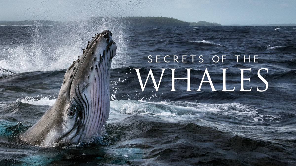 ‎Secrets of the Whales - Apple TV