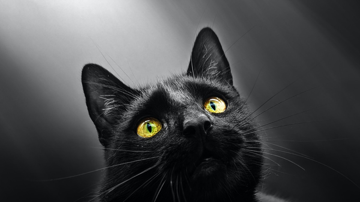 ‎Animals in Superstition - Apple TV