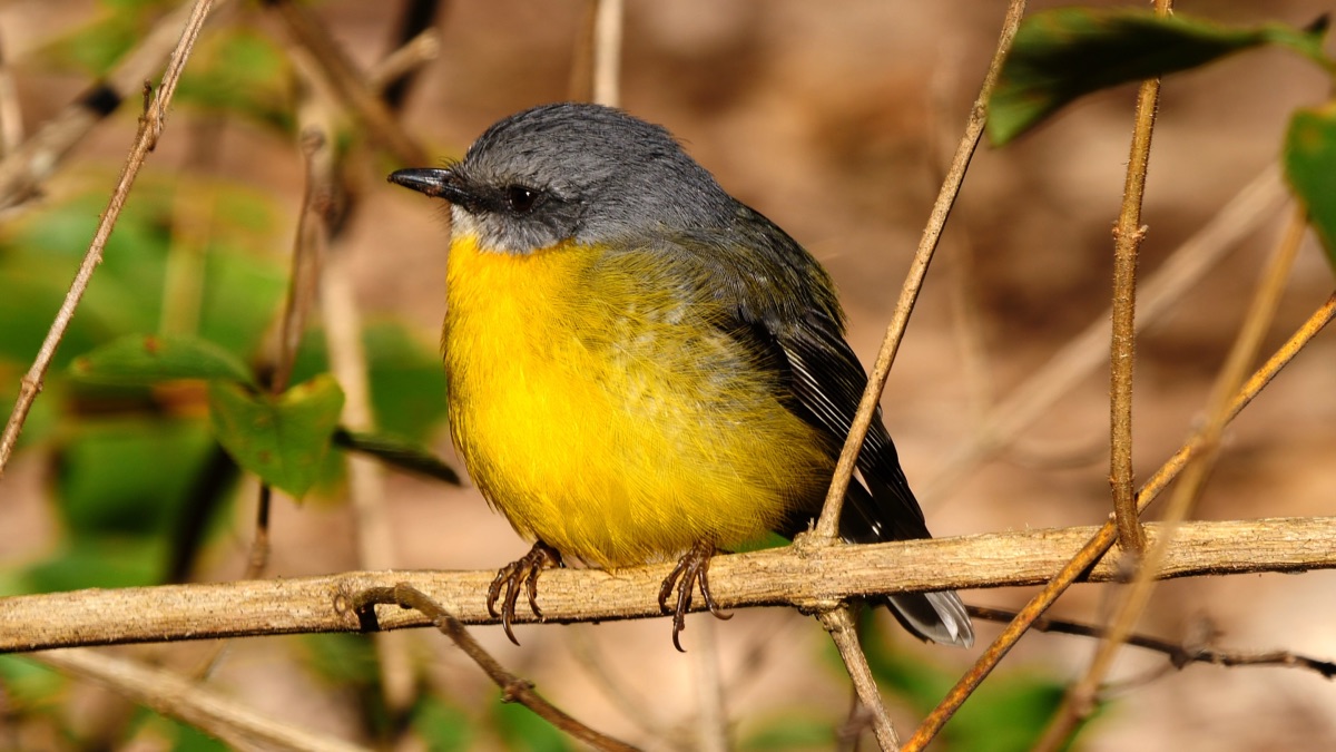 Australian Small Birds - Apple TV