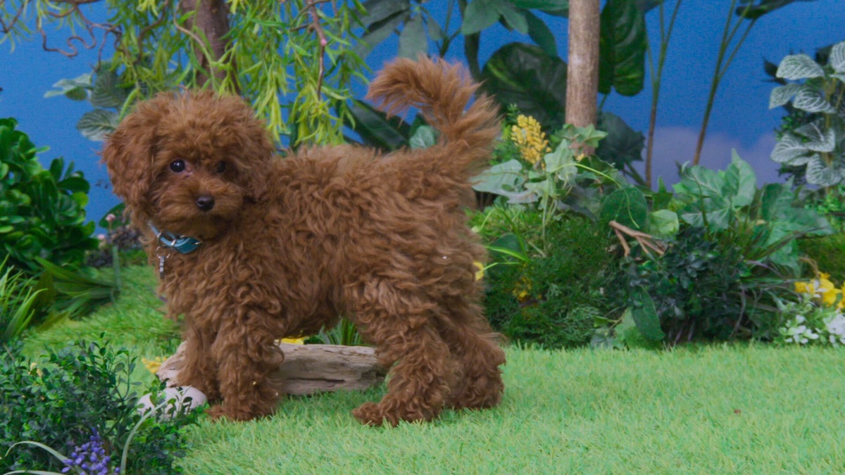 ‎Imaginary Friend - Mittens And Pants (Series 3, Episode 2) - Apple TV (UK)