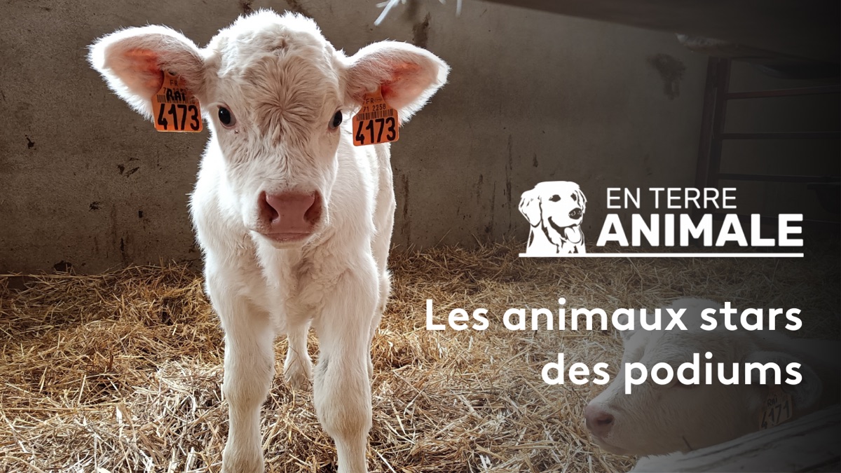 Les animaux stars des podiums - En terre animale - Apple TV (FR)