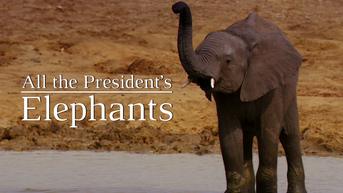 ‎All the President's Elephants - Apple TV