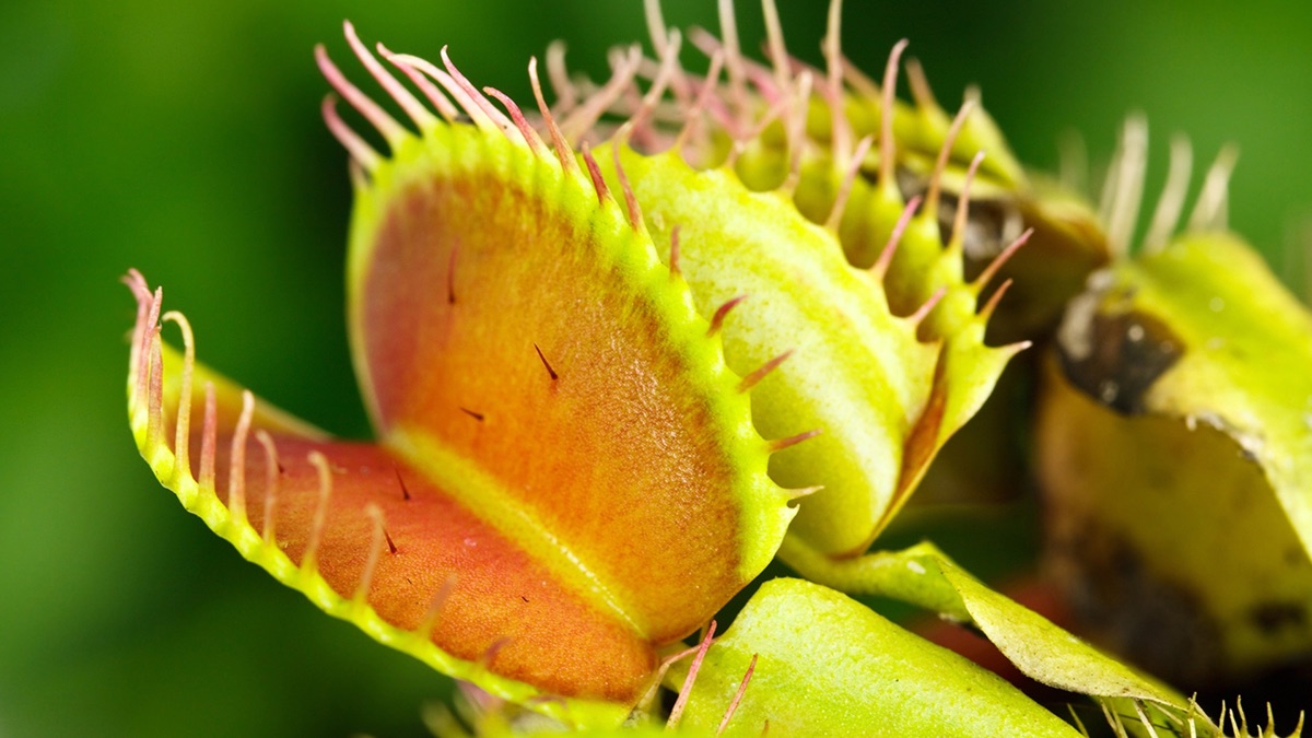 ‎Bad Plants Aren't So Bad – Plant Science: An Introduction to Botany ...