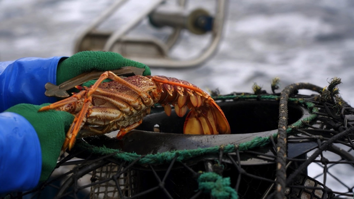 Episode 2 - Giant Lobster Hunters (Series 5, Episode 2) - Apple TV (UK)
