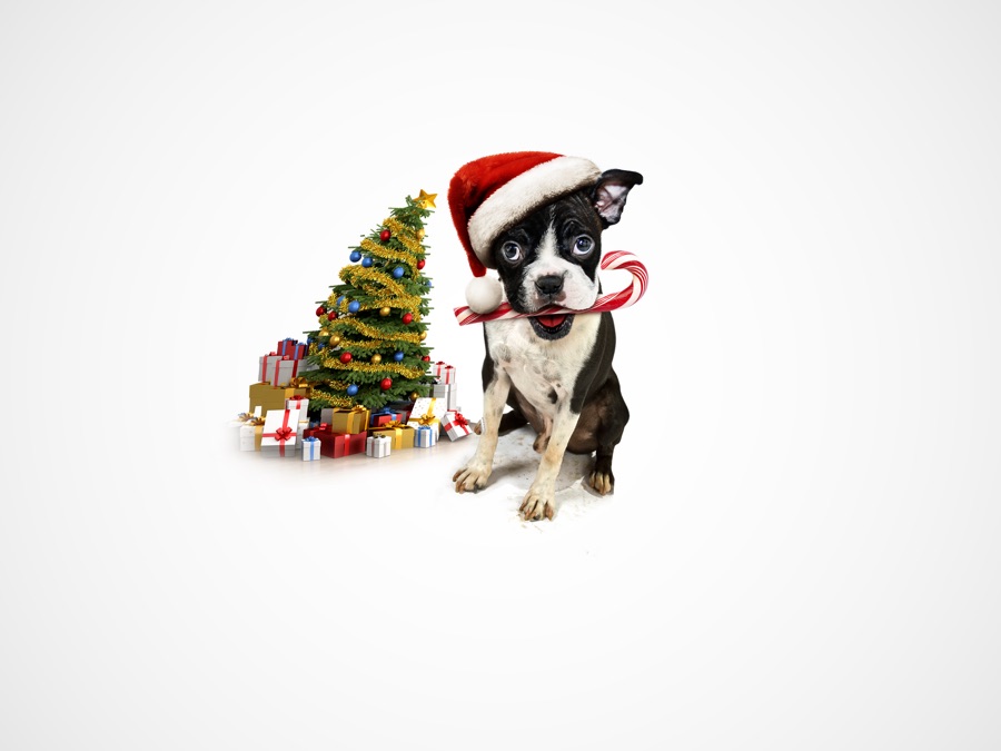 Bone Alone - Apple TV (UK)