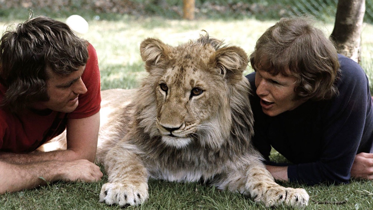 The Lion Who Thought He Was People - Apple TV
