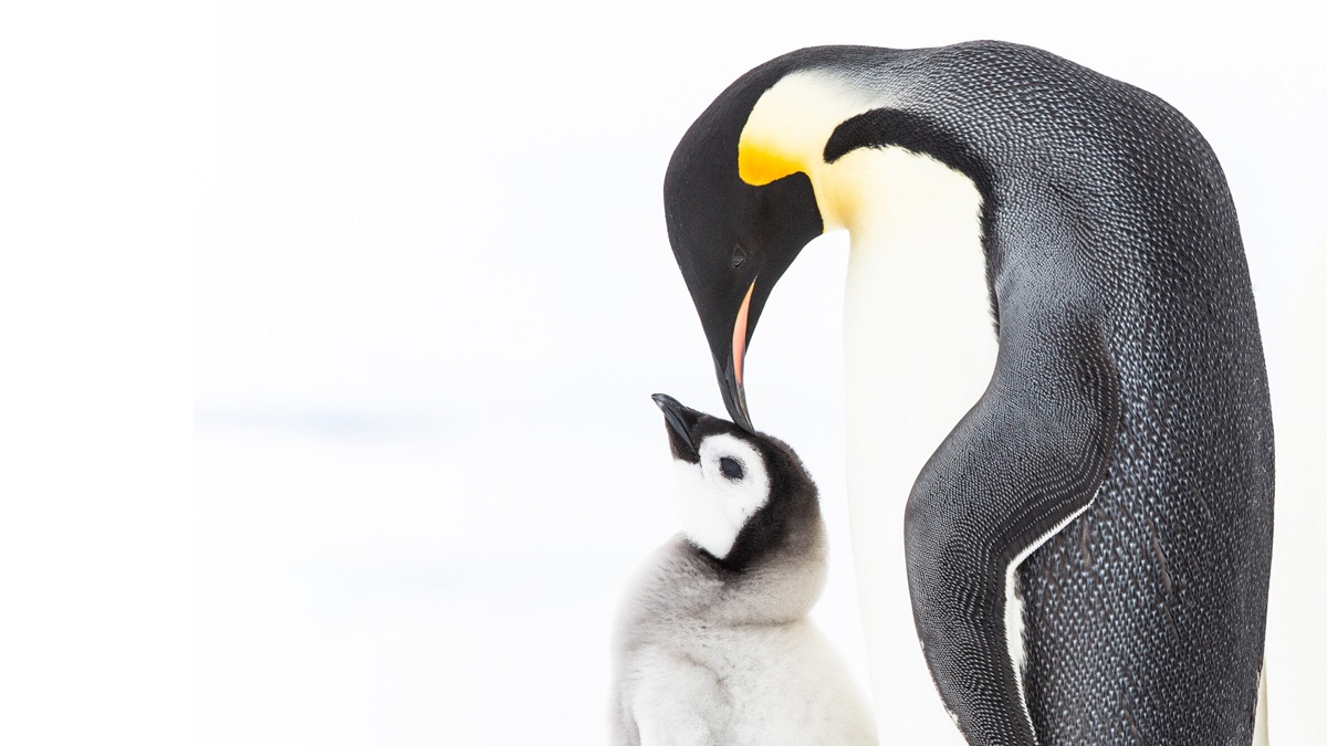 PENGUINS: MEET THE FAMILY - Apple TV (CA)