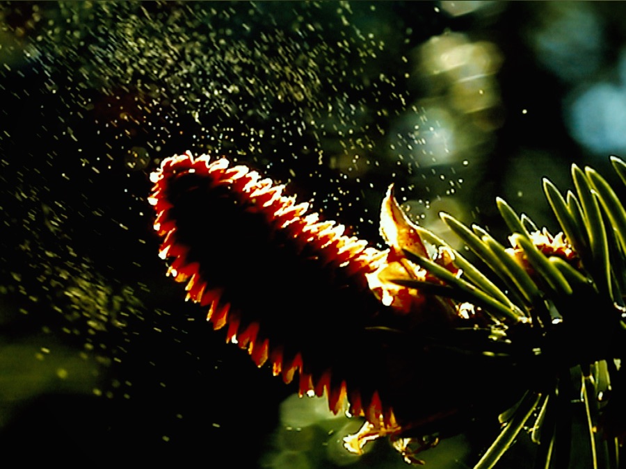 Power of Plants - Apple TV