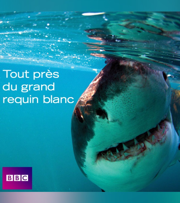 Great White Shark : A Living Legend - Apple TV (FR)