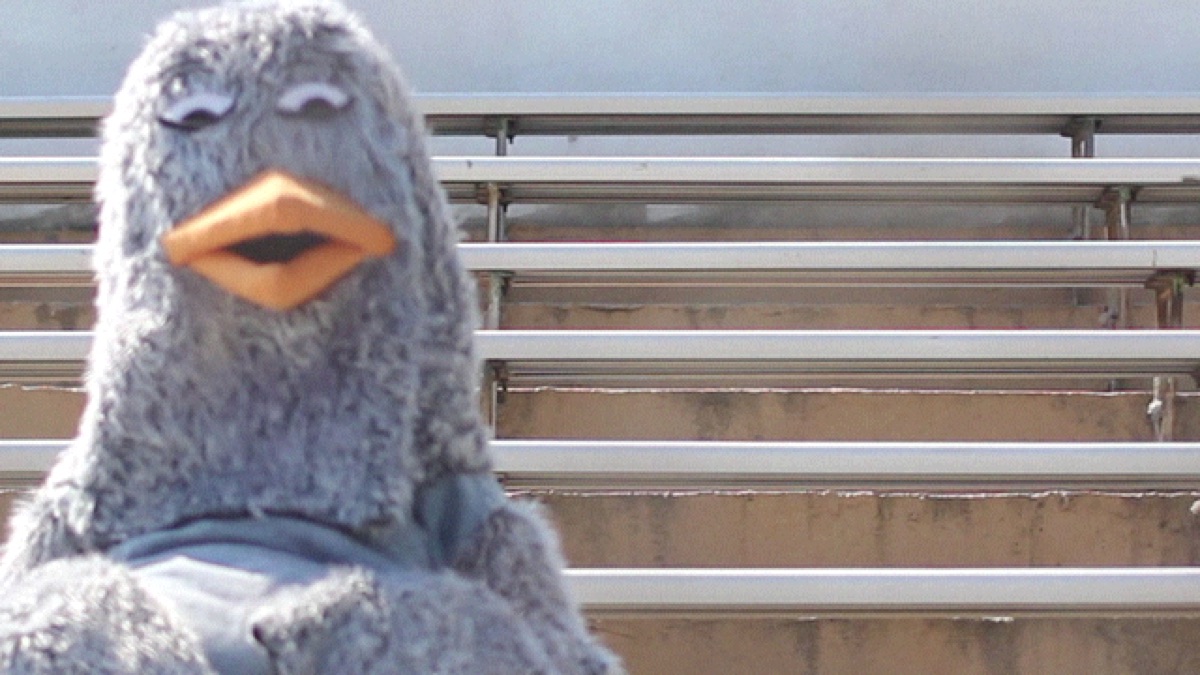 Hank The Pigeon Wallpaper