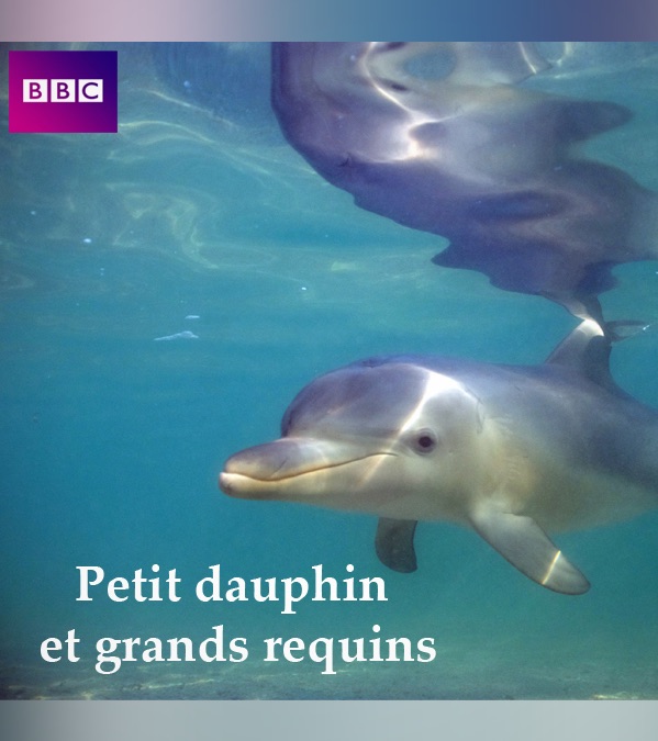 Dolphins of Shark Bay - Apple TV (FR)