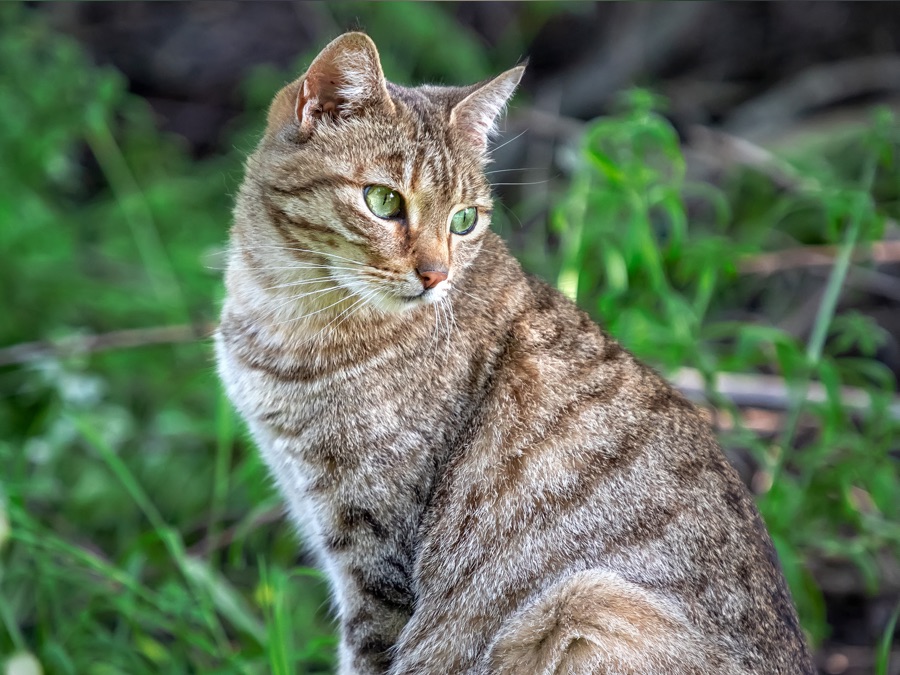 Running Wild: The Cats of Cornwall - Apple TV