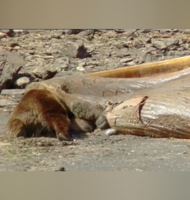 Giant Bears of Kodiak Island - Nat Geo Wild (Season 1, Episode 13 ...