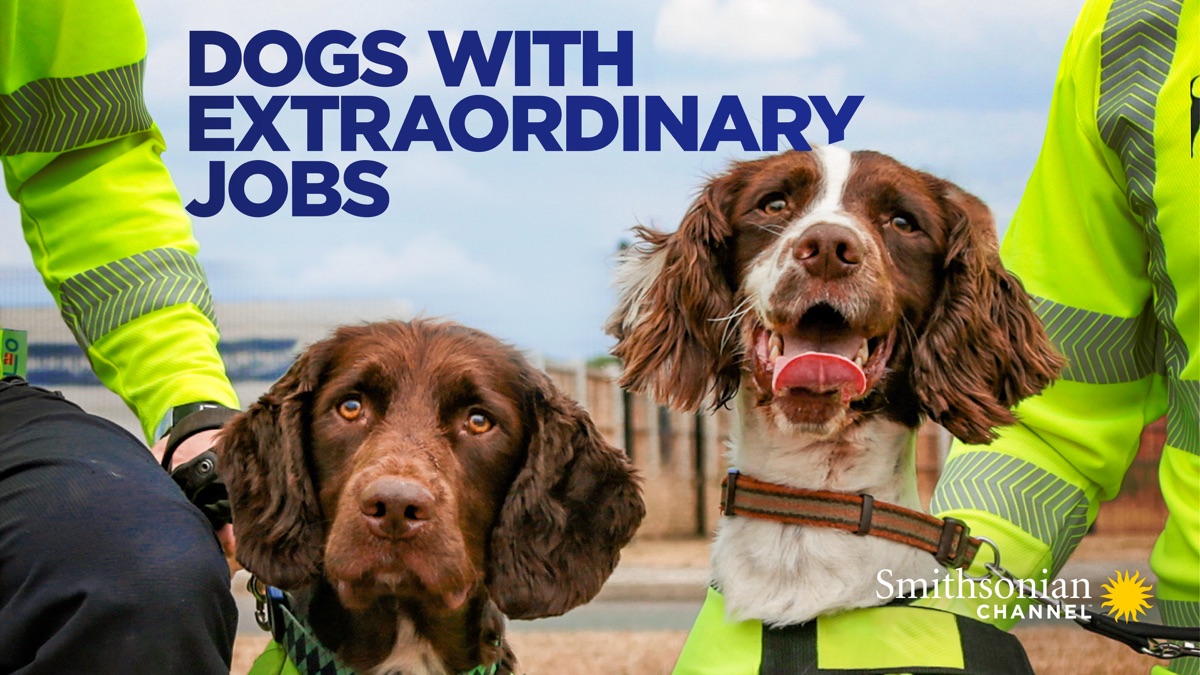 ‏Dogs With Extraordinary Jobs - Apple TV
