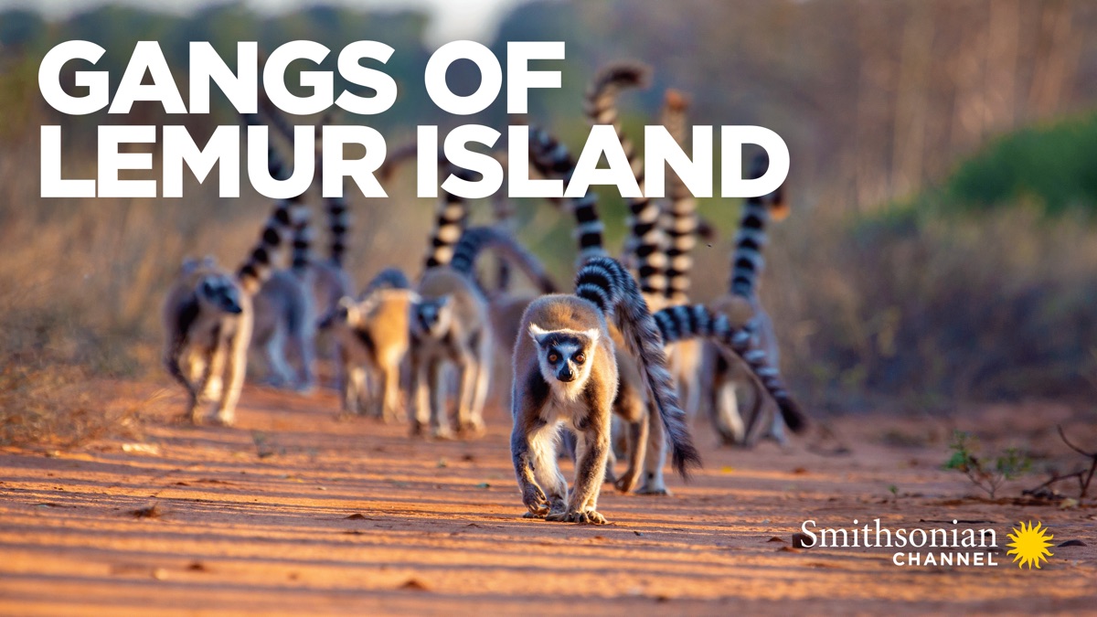 ‎Gangs of Lemur Island —Apple TV