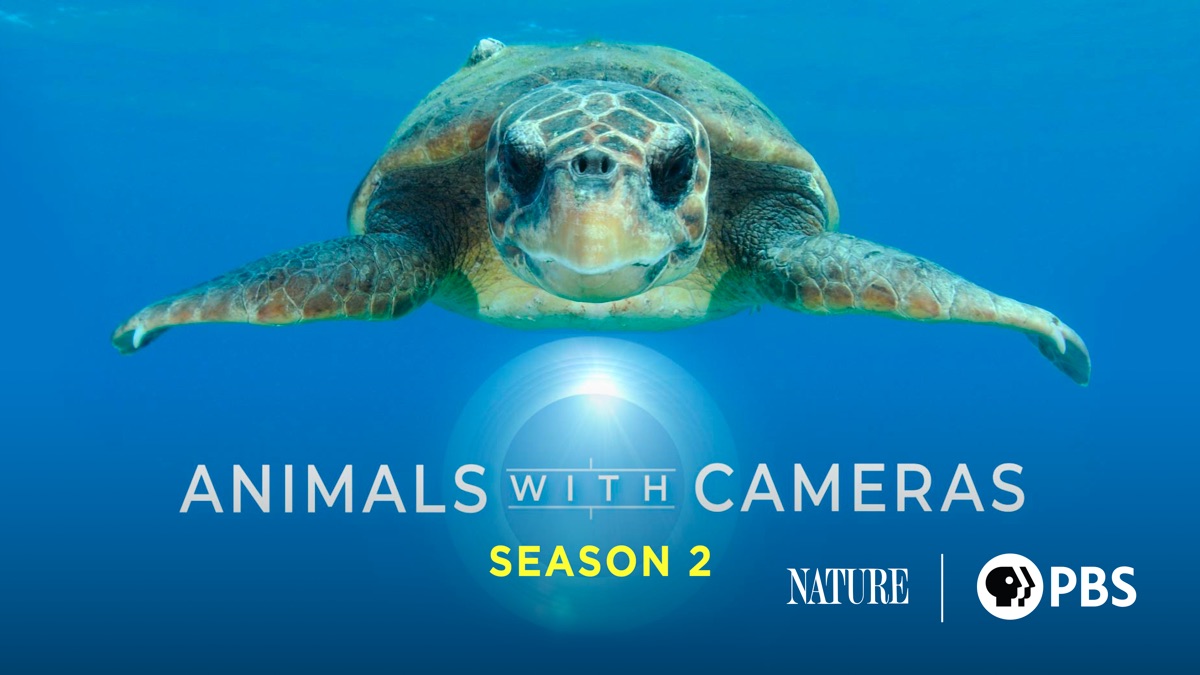 ‎Animals with Cameras - Apple TV