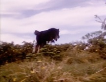 Benji the Hunted on Apple TV