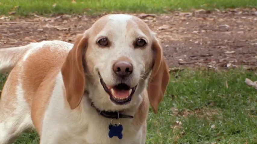 ‎Aussie and Ted's Great Adventure - Official Trailer - Apple TV