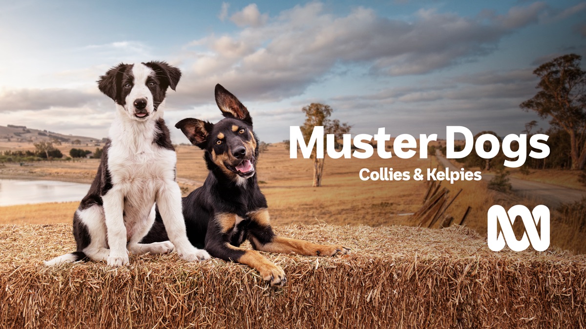 ‎Muster Dogs - Apple TV