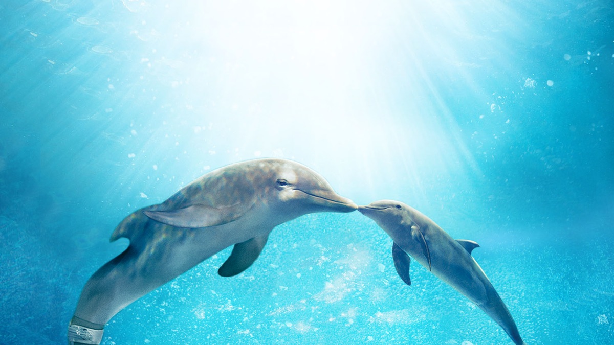‎Dolphin Tale 2 - Apple TV