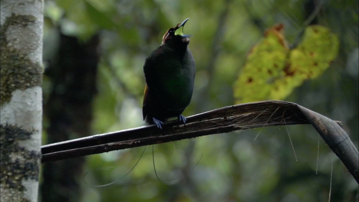 Jungles - Planet Earth (Season 1, Episode 8) - Apple TV