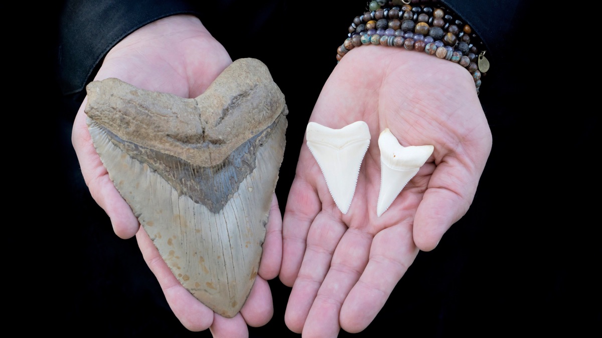 Prehistoric Predators - Apple TV