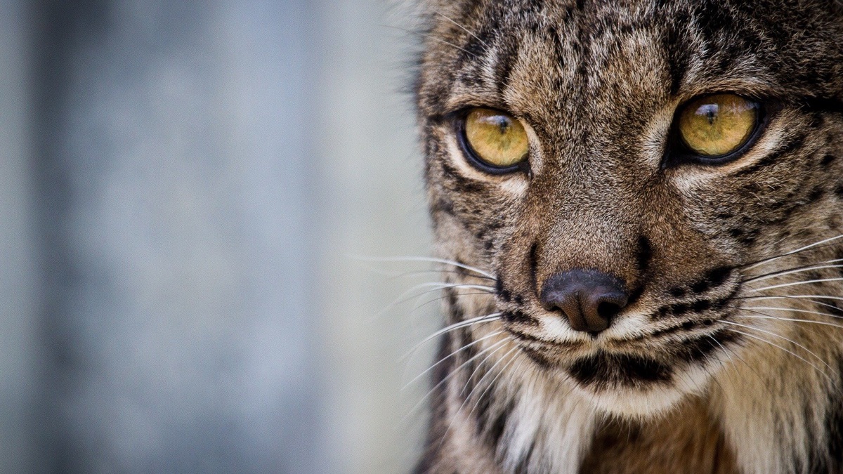 Saliega's Lineage, the Return of the Iberian Lynx - Apple TV