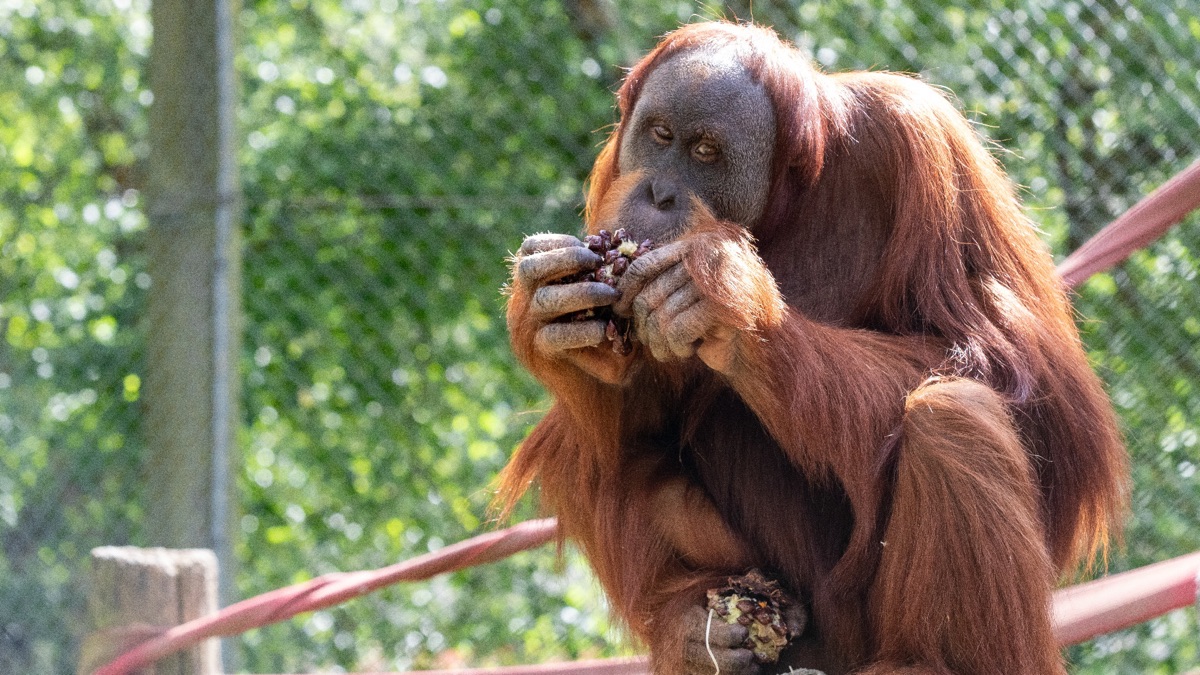 Monkey Life - Apple TV