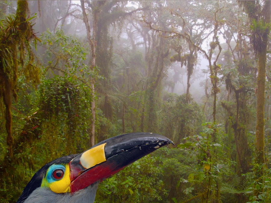 Ecuador: On the Wild Side - Apple TV (AU)