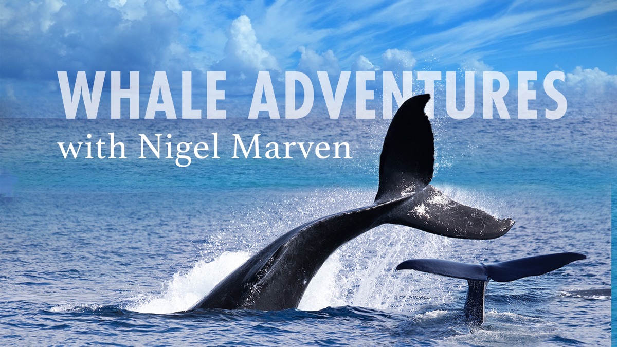 ‎Whale Adventures with Nigel Marven - Apple TV