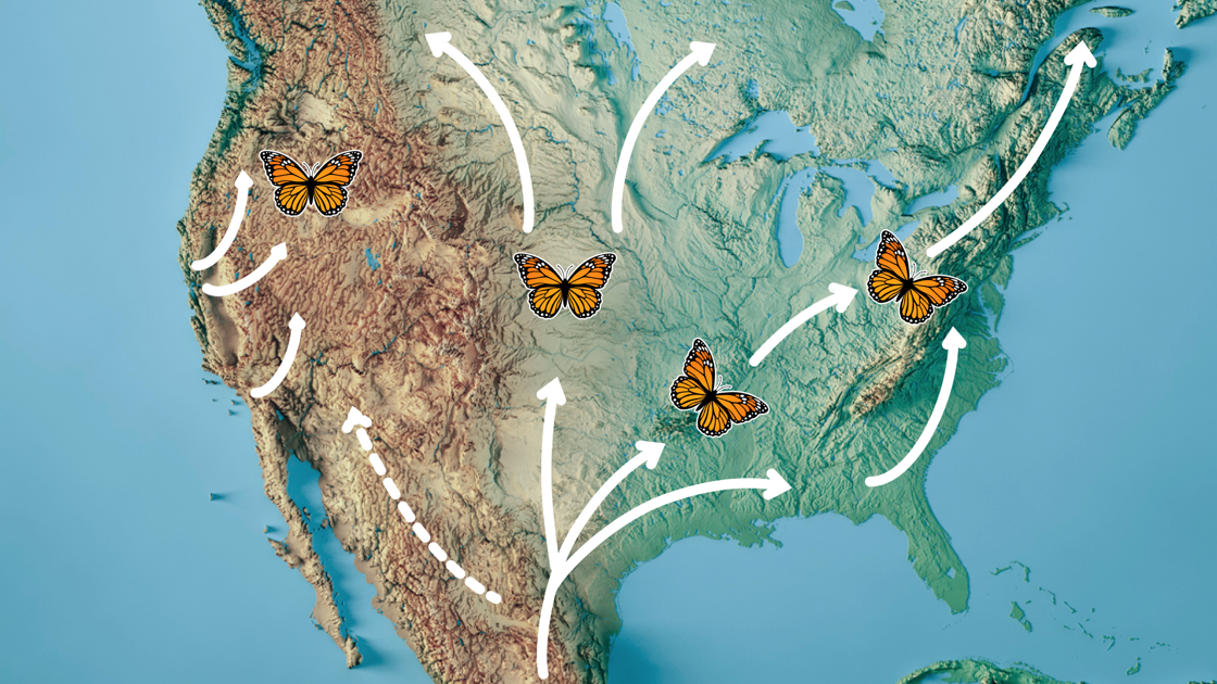 【Picture Insect: Spiders & Bugs】-App Store下载分析-点点数据