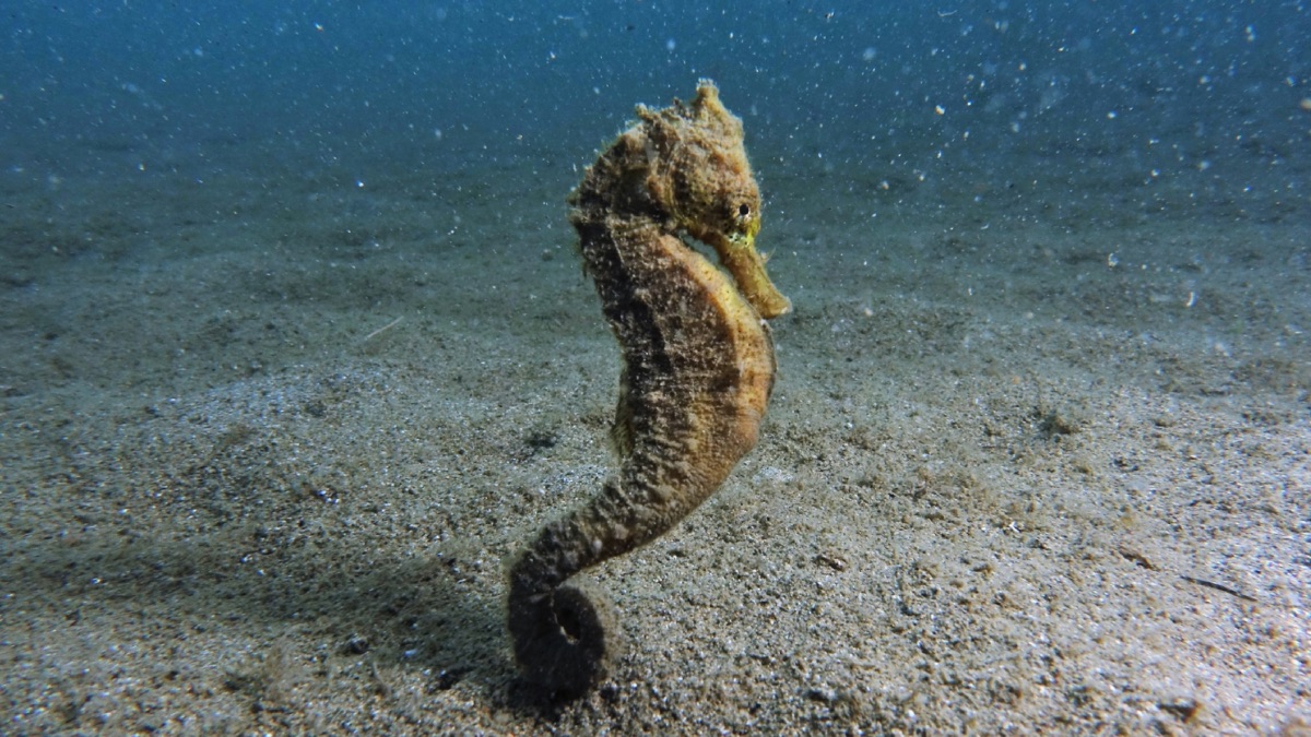 ‎Burly Seahorses and Early Birds - How Do Animals Do That? (Series 1 ...