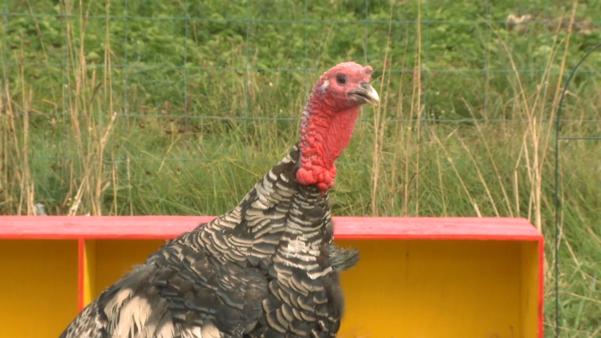 Turkey – Mickey's Farm (Season 2, Episode 216) - Apple TV (AU)