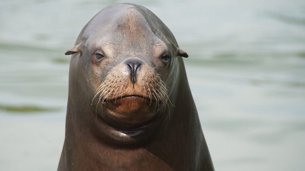 Episode 1 - Animal Park (Series 17, Episode 1) - Apple TV (UK)