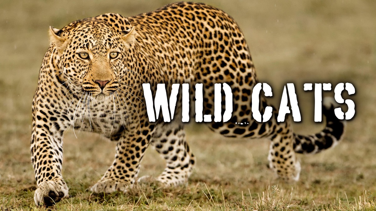‎Wild Cats - Apple TV