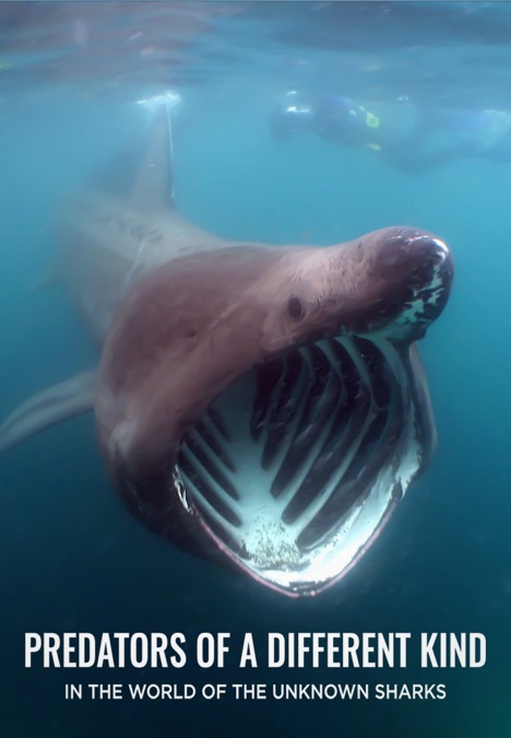 Predators of a Different Kind - In the World of the Unknown Sharks ...