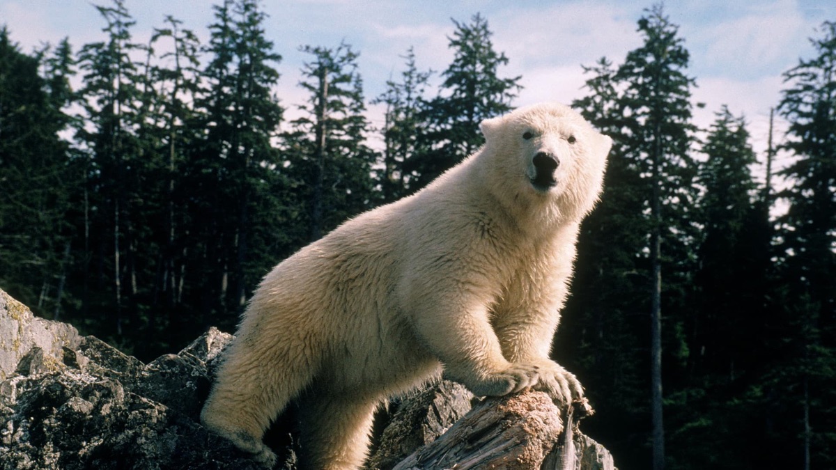 《Alaska》- Apple TV (香港)