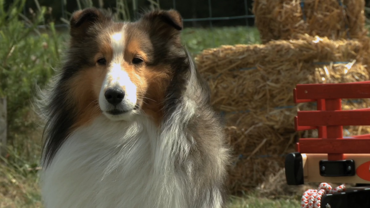 Snake - Mickey's Farm (Season 2, Episode 226) - Apple TV