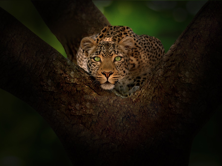 Jade Eyed Leopard - Apple TV
