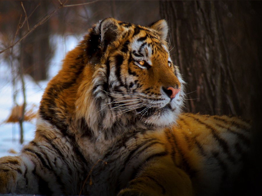 El tigre siberiano - Apple TV