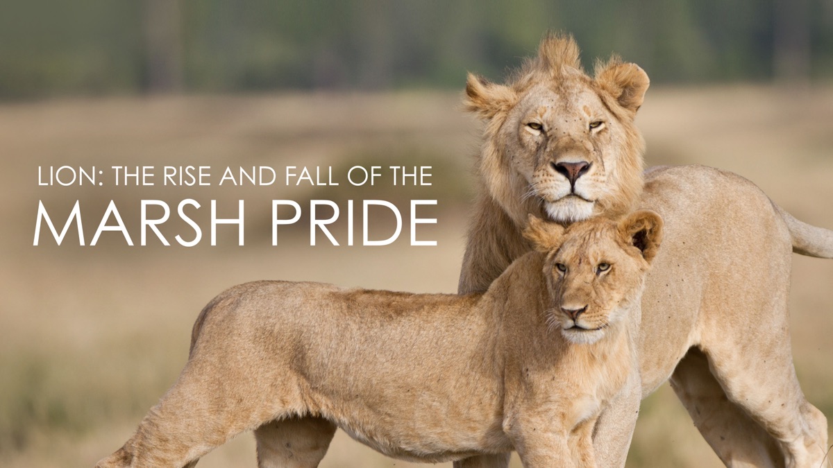 ‎Lion: The Rise and Fall of the Marsh Pride - Apple TV