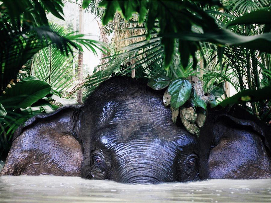 Wild Workers - Apple TV (PL)