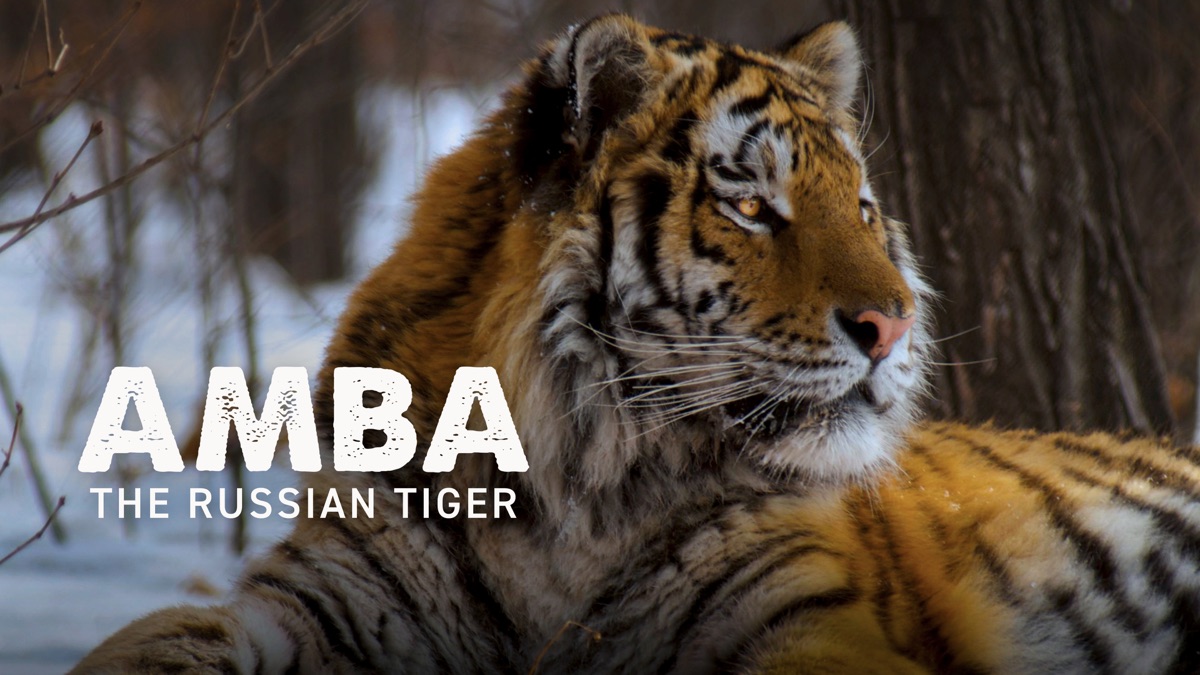 ‎Amba The Russian Tiger - Apple TV