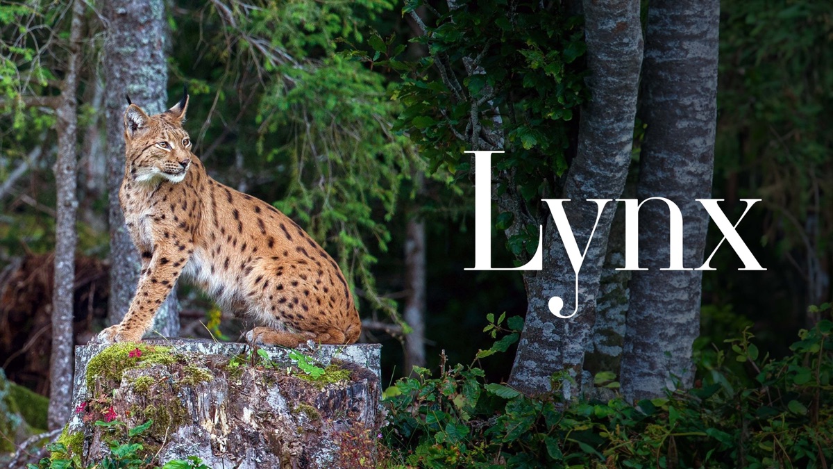 ‎Lynx - Apple TV