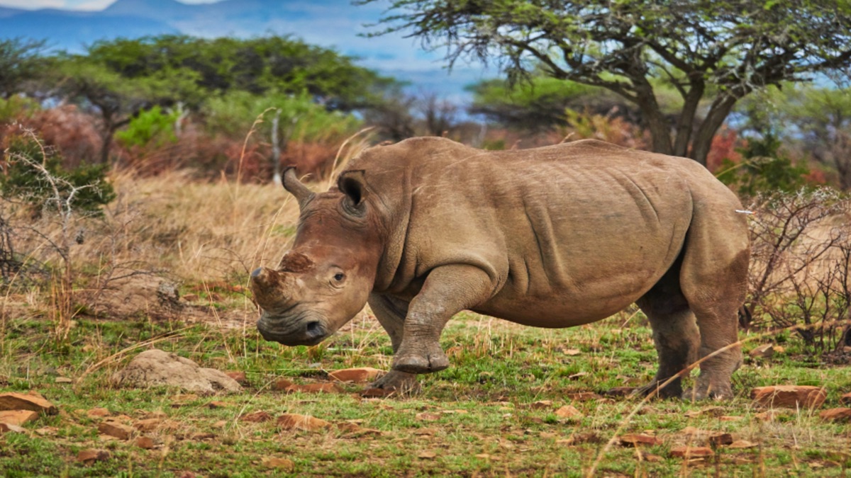 ‎Les rhinocéros - Au secours de la faune africaine (saison 1, épisode 2 ...